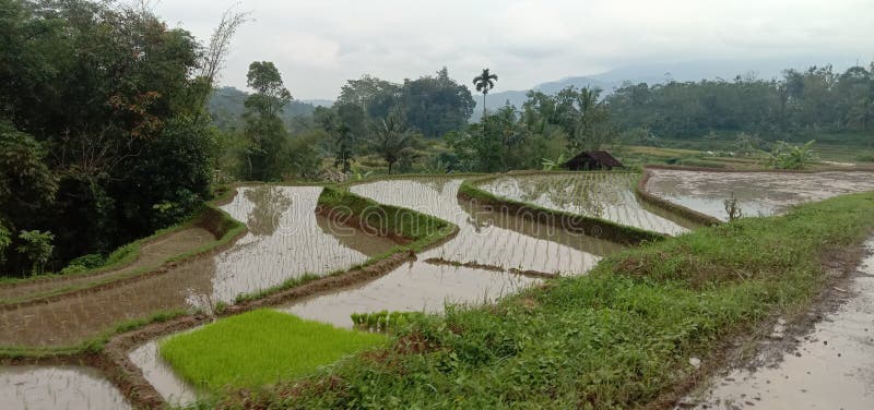 Terraced Farming Systems in Mountainous Areas Stock Photo - Image of ...