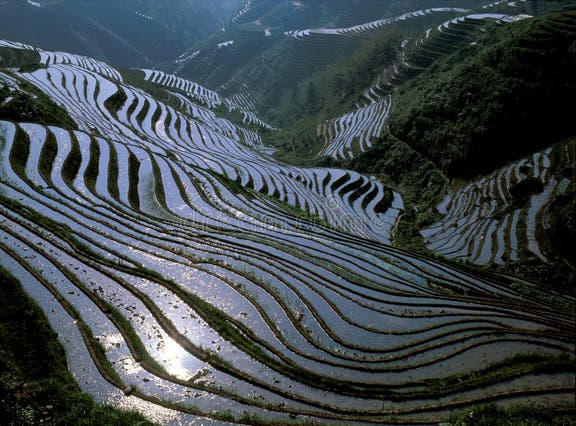 Terraced field stock image. Image of 2008, terraced, field - 5364109