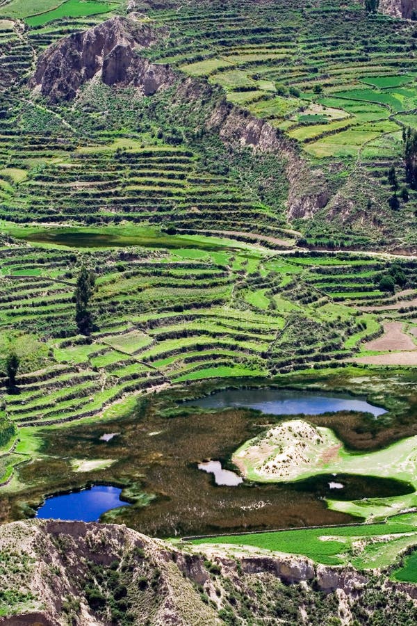 Terraced field, Peru stock photo. Image of travel, peruvian - 13885976