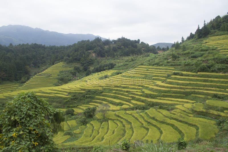 Terraced field stock image. Image of landscape, plantation - 364627471