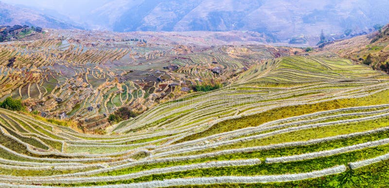 Terraced fields stock photo. Image of terraced, rice - 36642194
