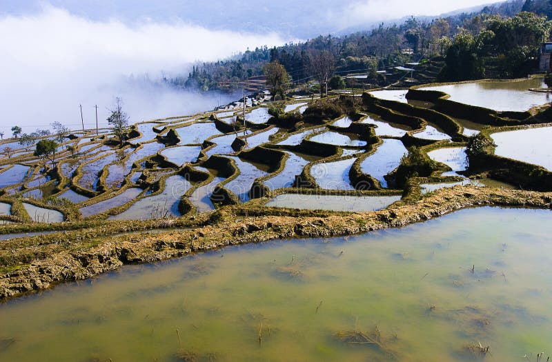 Terraced Fields stock image. Image of agriculture, coast - 5193051