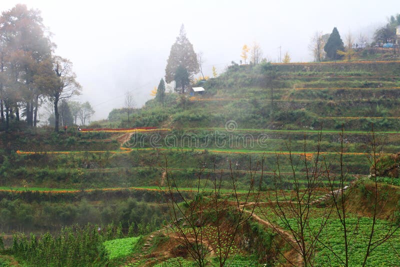 Terraced Fields in the Cloud and Mist Editorial Photography - Image of ...