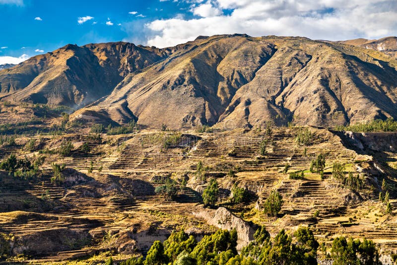 Terraced Fields within the Colca Canyon in Peru Stock Photo - Image of ...