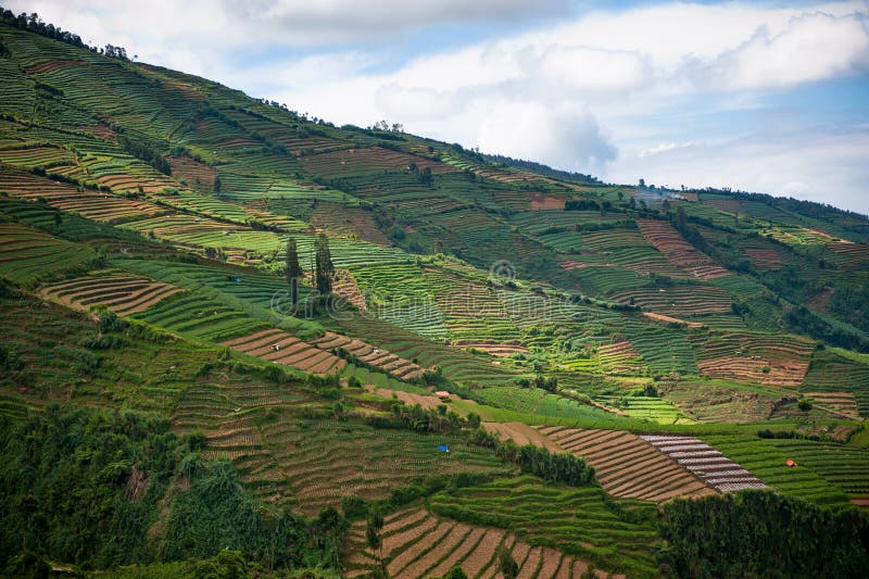 Terraced Fields of Dieng Plateau, Java, Indonesia Stock Photo - Image ...