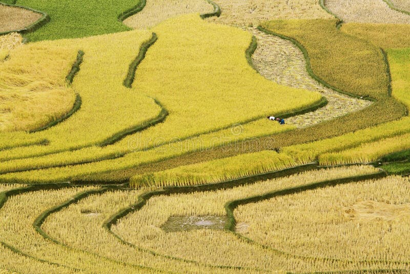 Terraced Fields at Harvest Time Stock Image - Image of nature ...