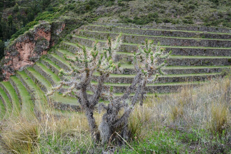 Terraced Fields In The Inca Archeological Area Of Pisac, Peru. Stock ...