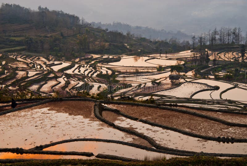 Terraced Fields, Rich in Layers, Irrigated by Water, White Clouds and ...