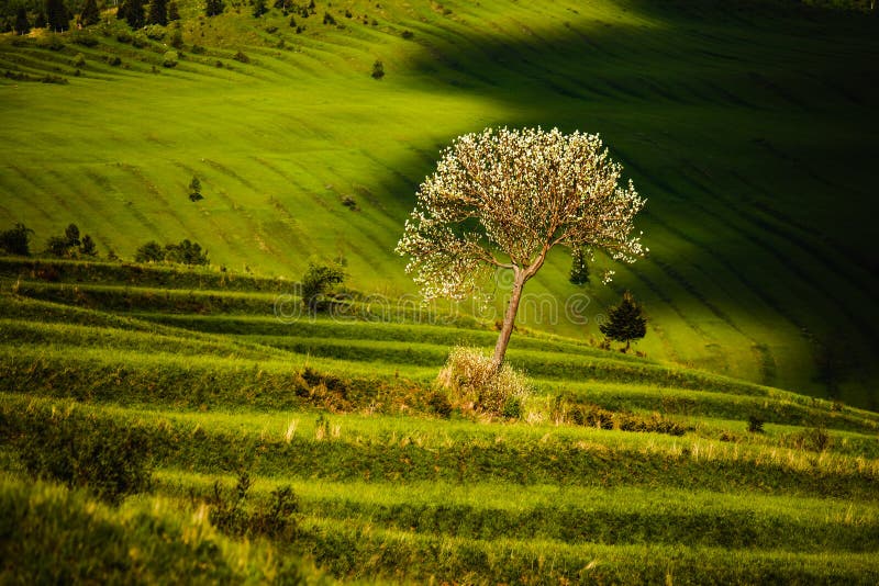 Terraced fields with tree stock photo. Image of plant - 106229526