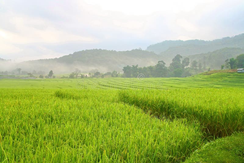 Terraced Paddy Field in Thailand Stock Image - Image of morning, asia ...