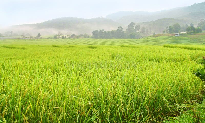 Terraced Paddy Field , Thailand Stock Photo - Image of hill, landscape ...