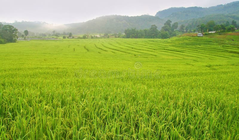 Terraced Paddy Field in Thailand Stock Image - Image of grass, morning ...