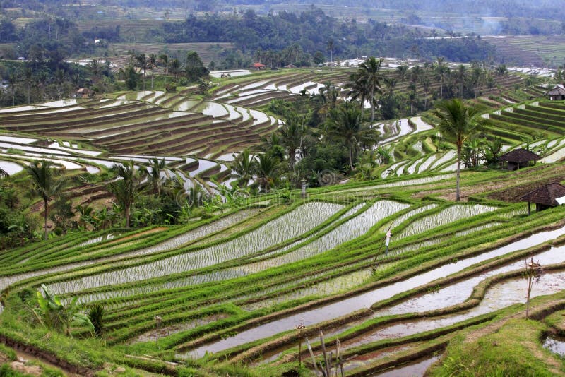 Terraced rice paddies stock photo. Image of rice, mountain - 265280