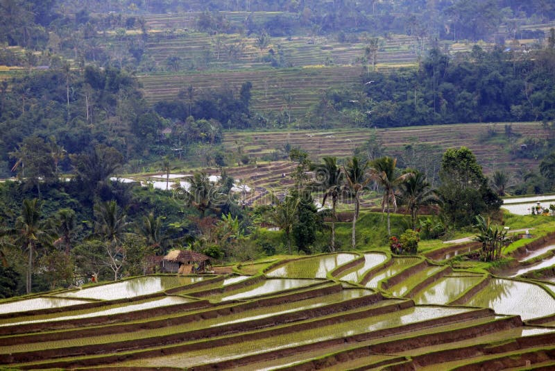 Terraced Crops in the Serra De Agua Massif in Madeira. Stock Photo ...