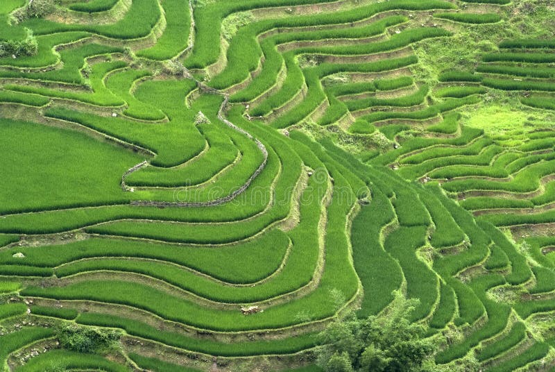 Terraced Rice Field stock image. Image of harvest, farming - 19586091