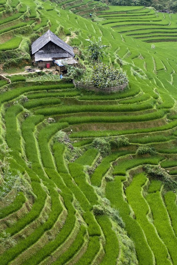 Terraced Rice Field stock image. Image of food, landscape - 19586285