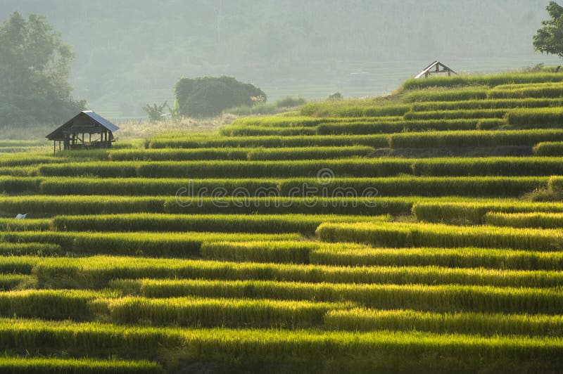 Terraced Rice Field stock image. Image of plant, landscape - 19939119
