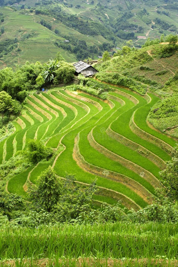 Terraced Rice Field stock photo. Image of grow, lush - 19586212