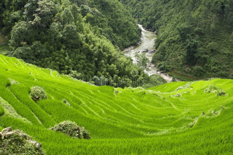 Terraced Rice Field Picture. Image: 20349488