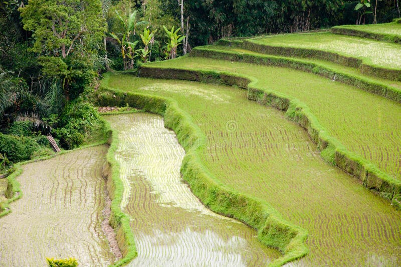 Terraced rice field stock photo. Image of mountain, asia - 22728102