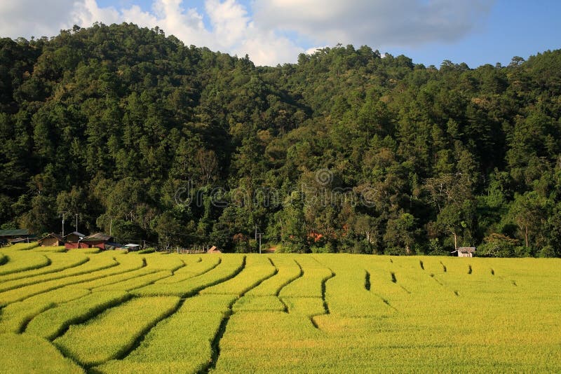 Terraced rice field stock image. Image of rice, harvest - 27302641