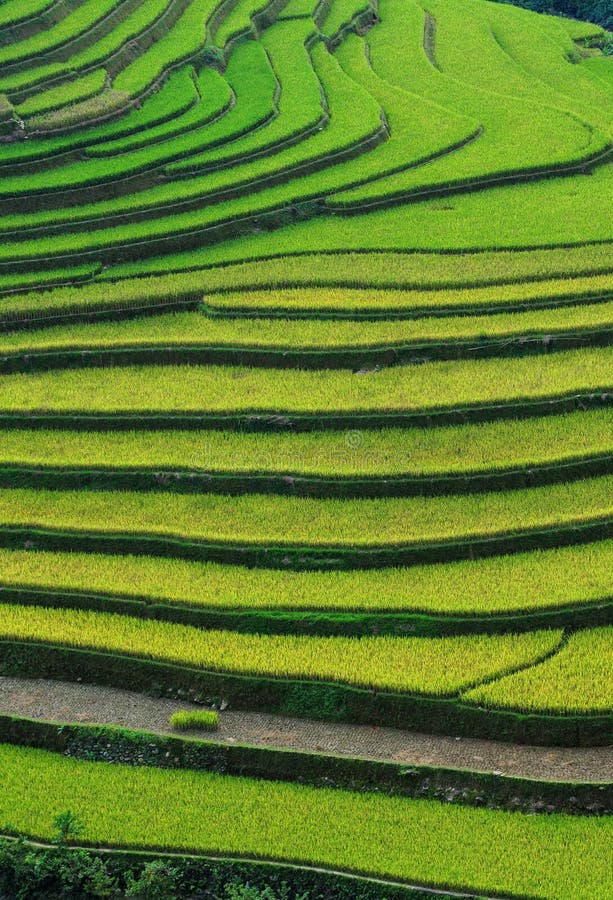 The Terraced Rice Field in Bacgiang, Northern Vietnam Stock Image ...