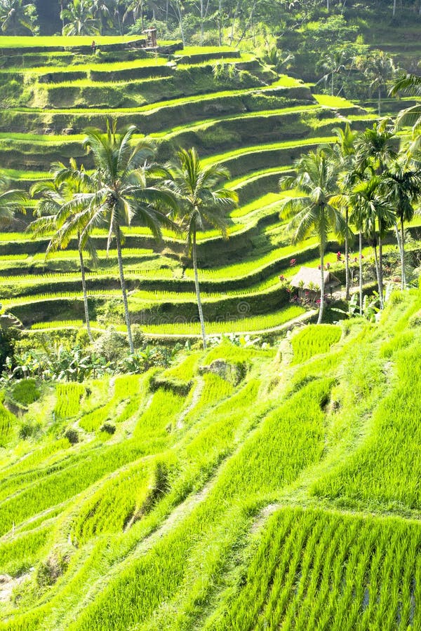Terraced Rice Field in Bali Stock Image - Image of rice, terraced: 26505093