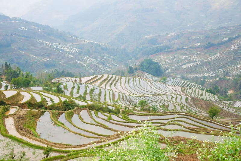 Terraced rice field stock image. Image of plant, landscape - 31145905