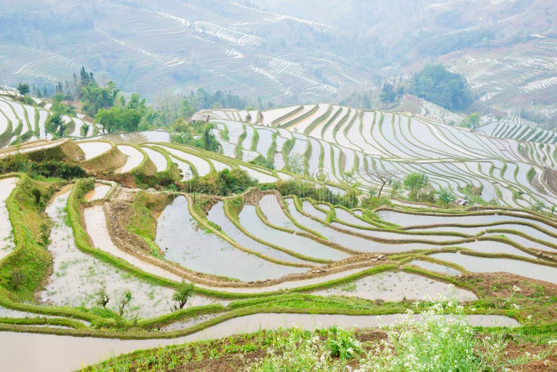 Terraced rice field stock image. Image of nature, terraced - 31178951