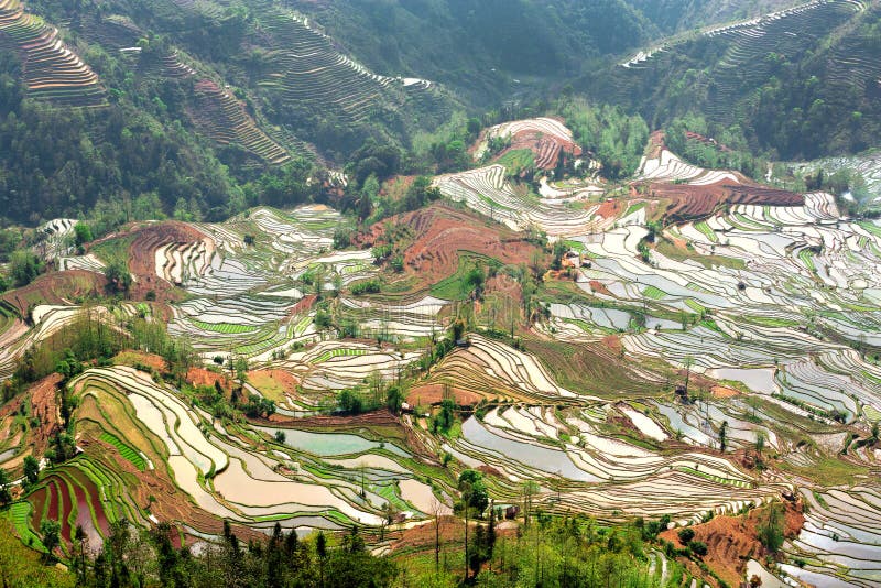 Terraced Rice Field in China. Stock Image - Image of ecology, fieldyuan ...