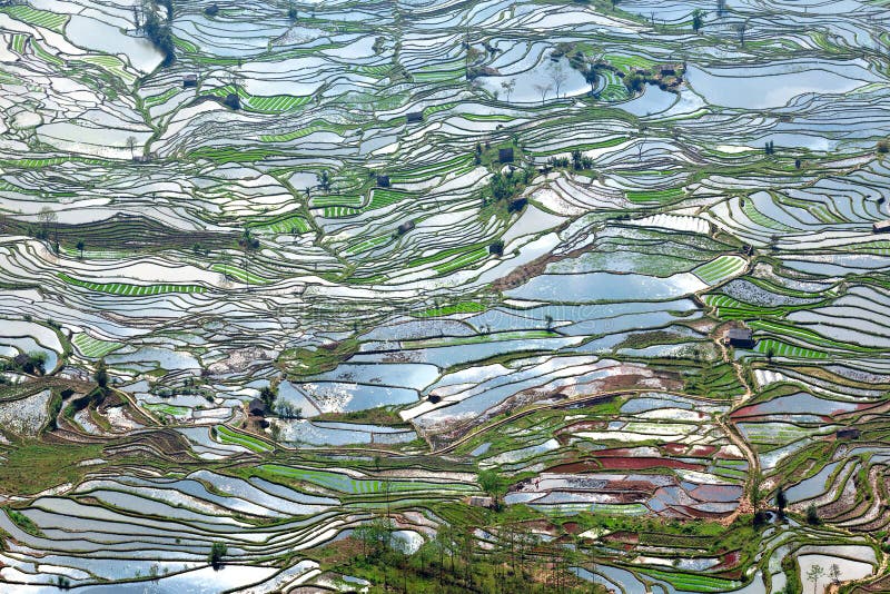 Terraced Rice Field in China. Stock Photo - Image of grows, asian: 83173884