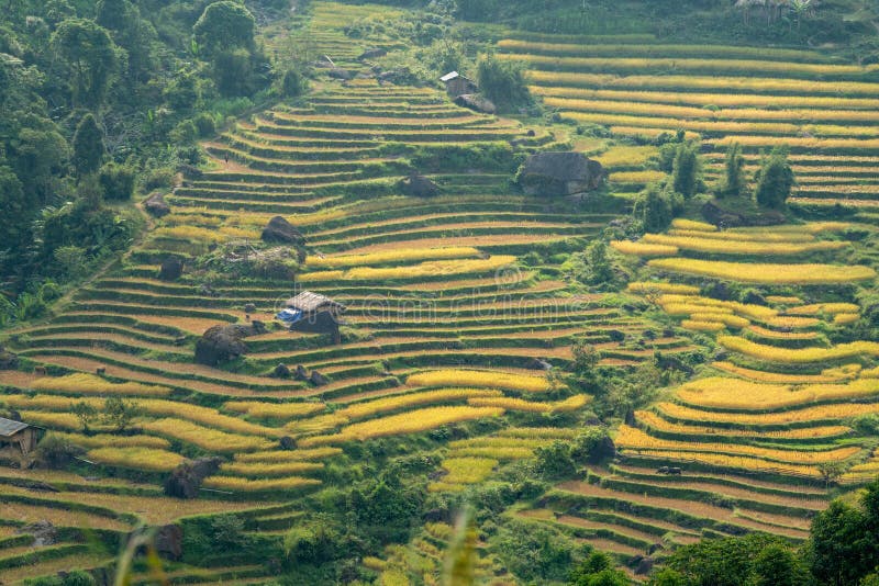 Terraced Rice Field stock image. Image of lush, farming - 19914573