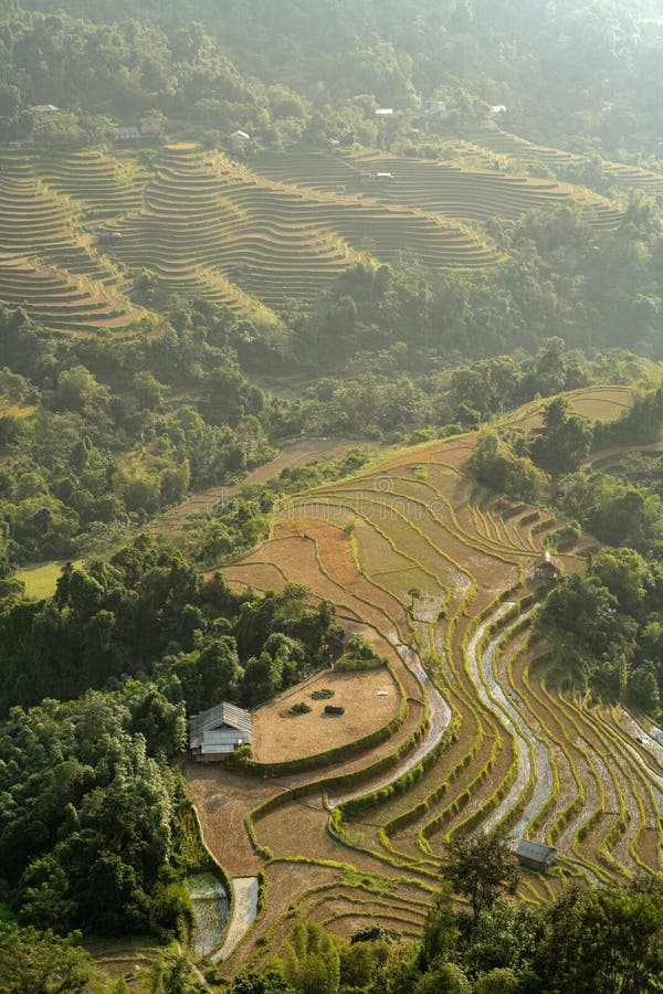 Terraced Rice Field stock photo. Image of grow, lush - 19586212