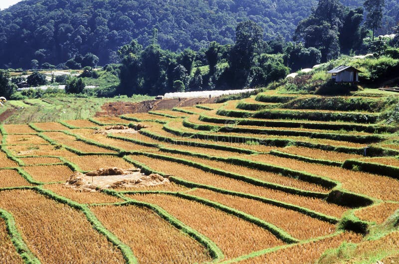 Terraced Rice Field after Harvested Stock Photo - Image of pattern ...