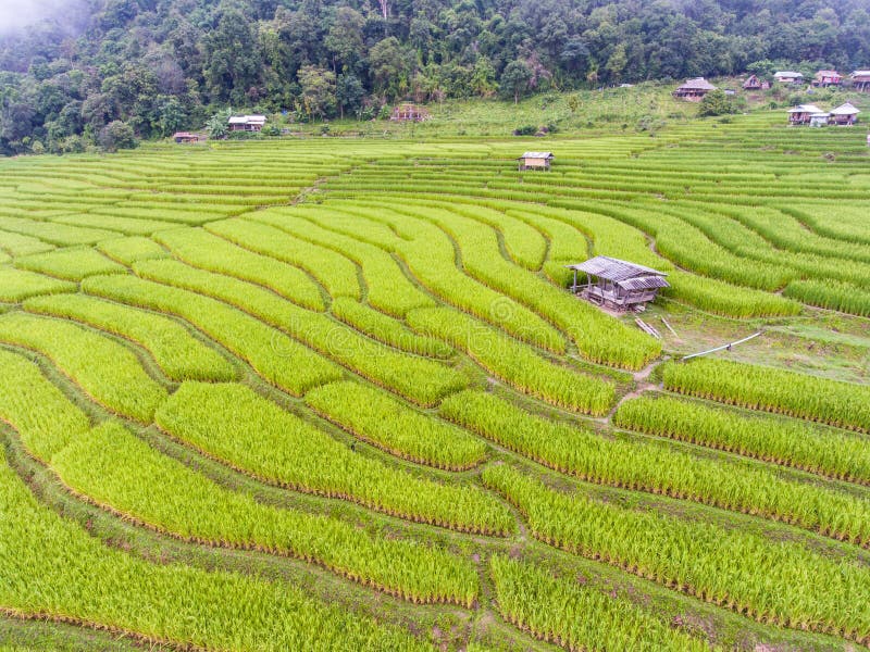 Terraced Rice Field in Hill Stock Image - Image of culture, asia: 78568507