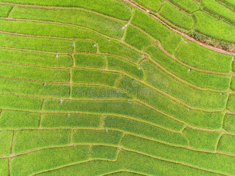 Terraced Rice Field in Hill Stock Photo - Image of asia, chaingmai ...