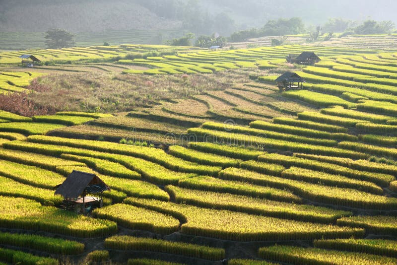 Rice fields stock image. Image of rural, farm, landscape - 13899511
