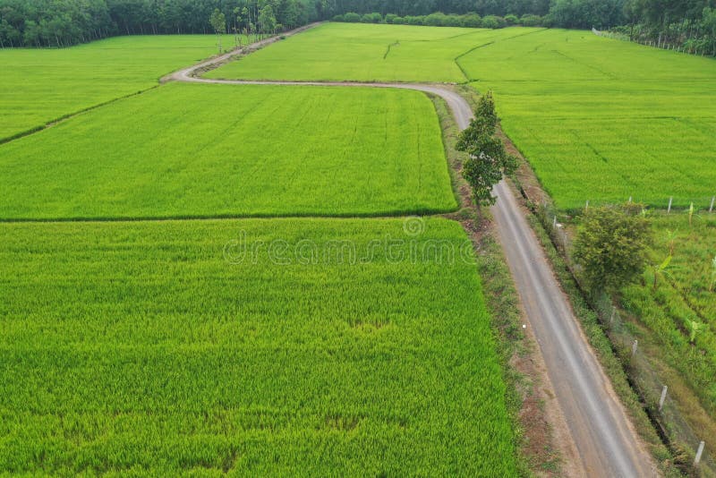 Rice Field in the Mountain of Sapa. Greenish Rice Fields Landscape in ...