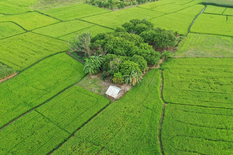 Rice Field in the Mountain of Sapa. Greenish Rice Fields Landscape in ...