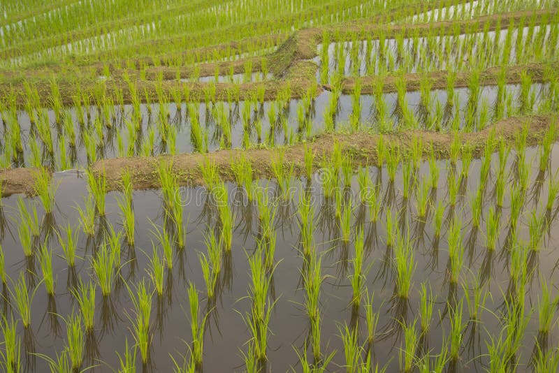 Terraced Rice Field Texture Background Stock Image - Image of chiangmai ...