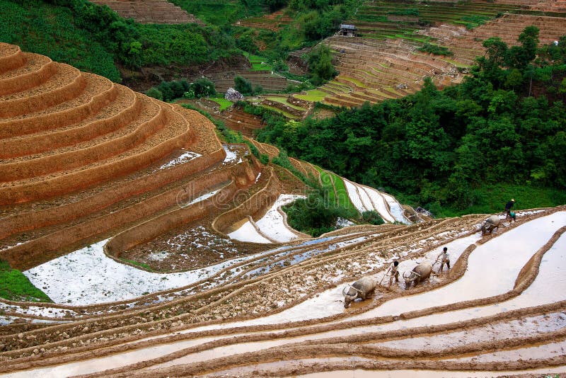 Terraced rice fields stock photo. Image of county, malaysia - 25072540