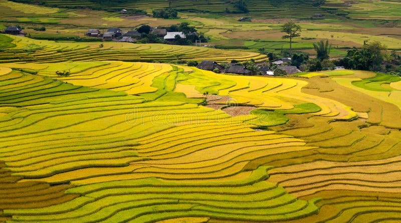 Terraced rice fields stock image. Image of food, green - 25072665