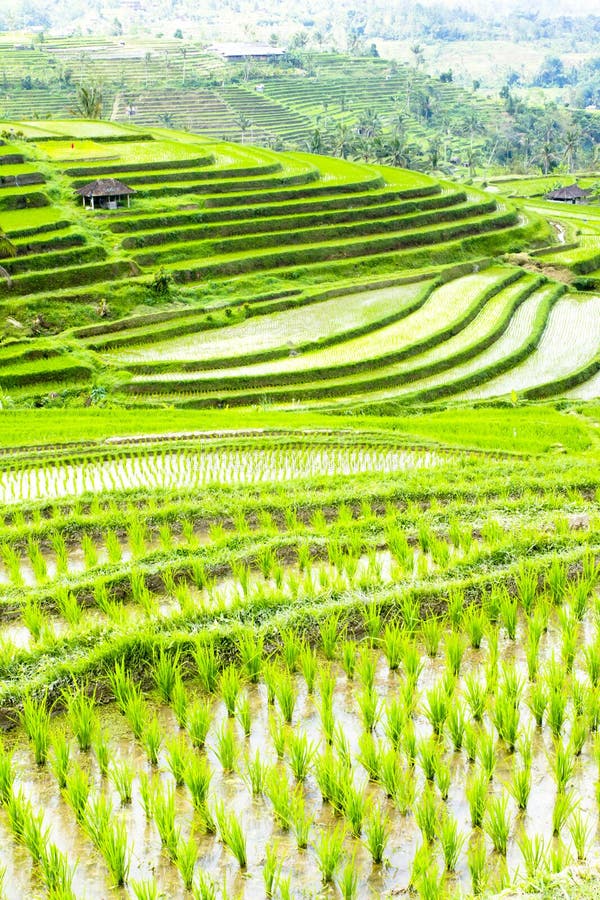 Terraced Rice Field in Mu Cang Chai, Vietnam Stock Photo - Image of ...
