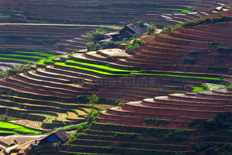 Terraced rice fields stock photo. Image of earth, china - 26660378