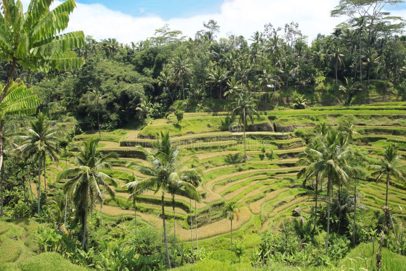 Terraced Rice Fields Bali Indonesia Stock Photo - Image of fields ...