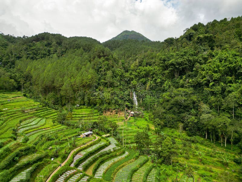 Terraced Rice Fields and a Beautiful Waterfall with a Majestic Mountain ...