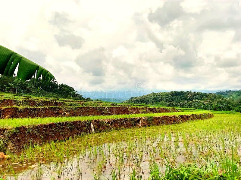 Terraced Rice Fields at the Foot of Mount Wilis Stock Image - Image of ...