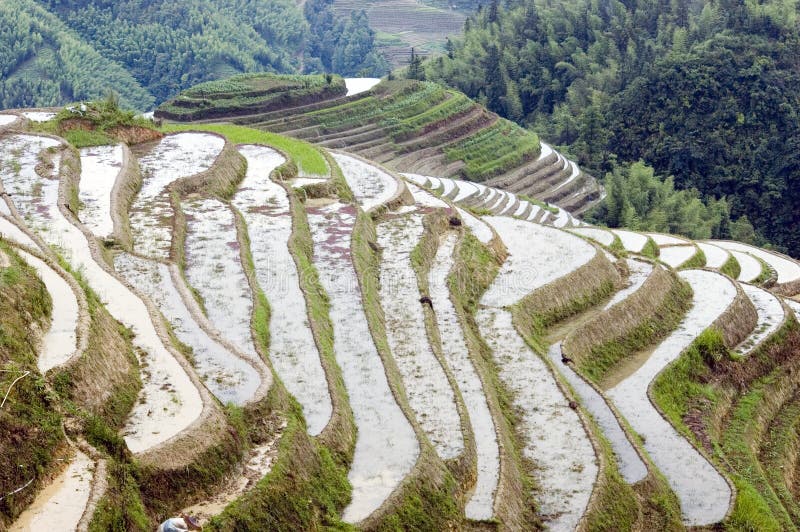 Terraced Rice Fields In Guilin, Longshan Picture. Image: 10212272