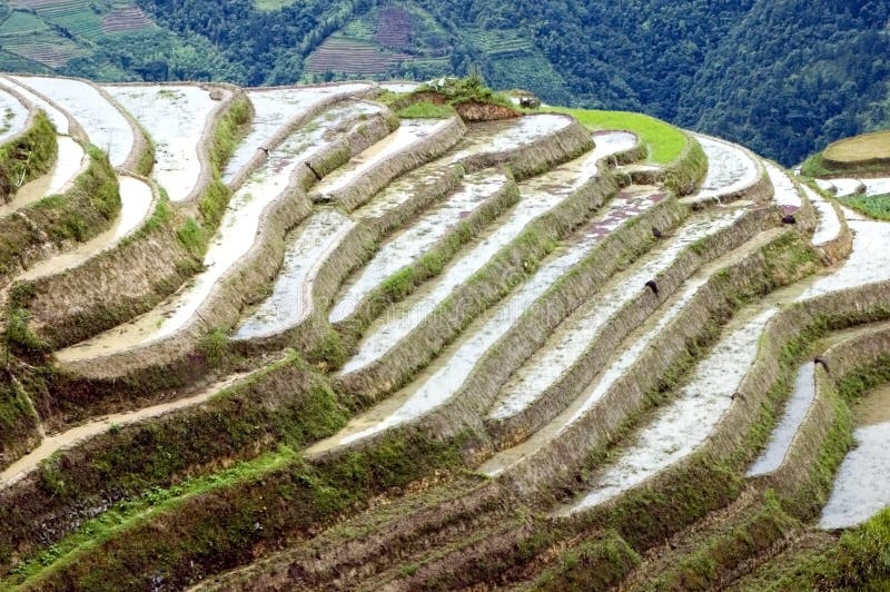 Terraced Rice Fields in Guilin, Longshan Stock Photo - Image of guangxi ...