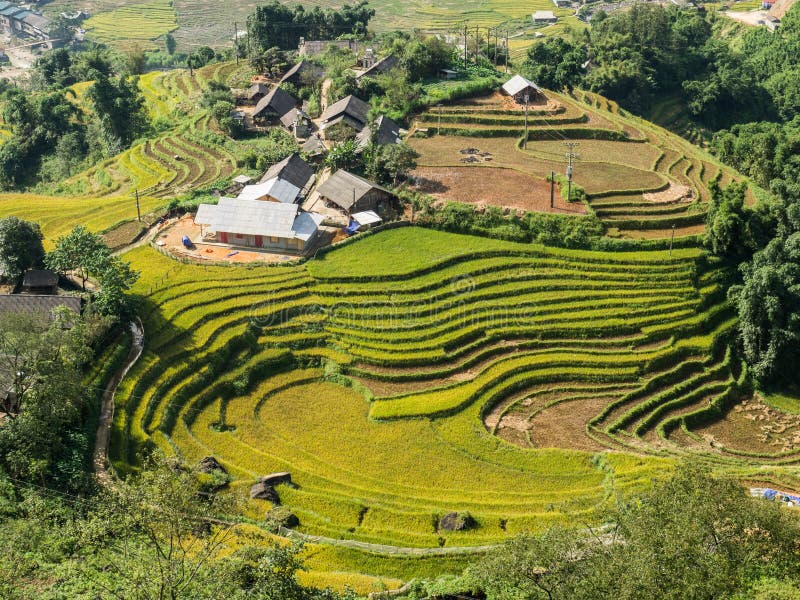 Terraced Rice Fields in Hills Stock Photo - Image of rough, ecology ...